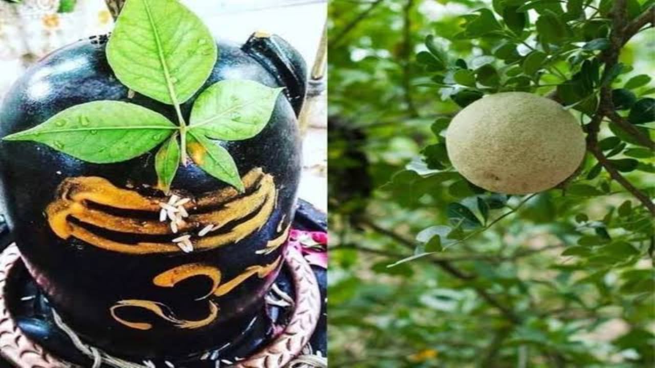 Bilva Tree: బిల్వ వృక్షానికి ప్రాముఖ్యత ఎలా పెరిగింది?